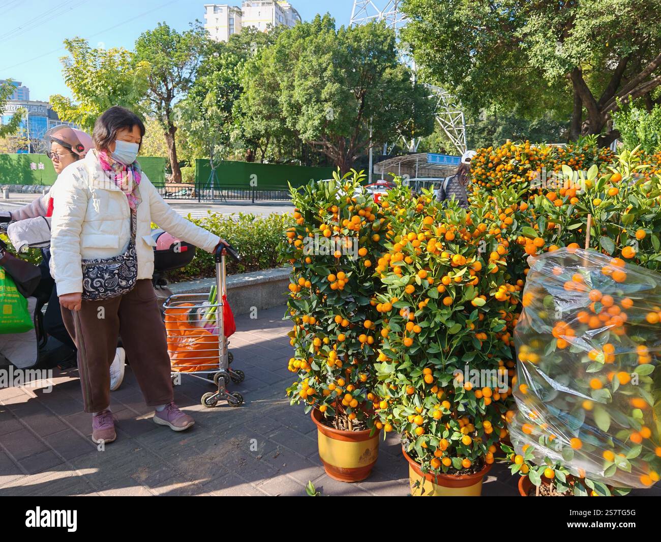 Spring Festival oranges in Guangzhou City, south China's Guangdong ...