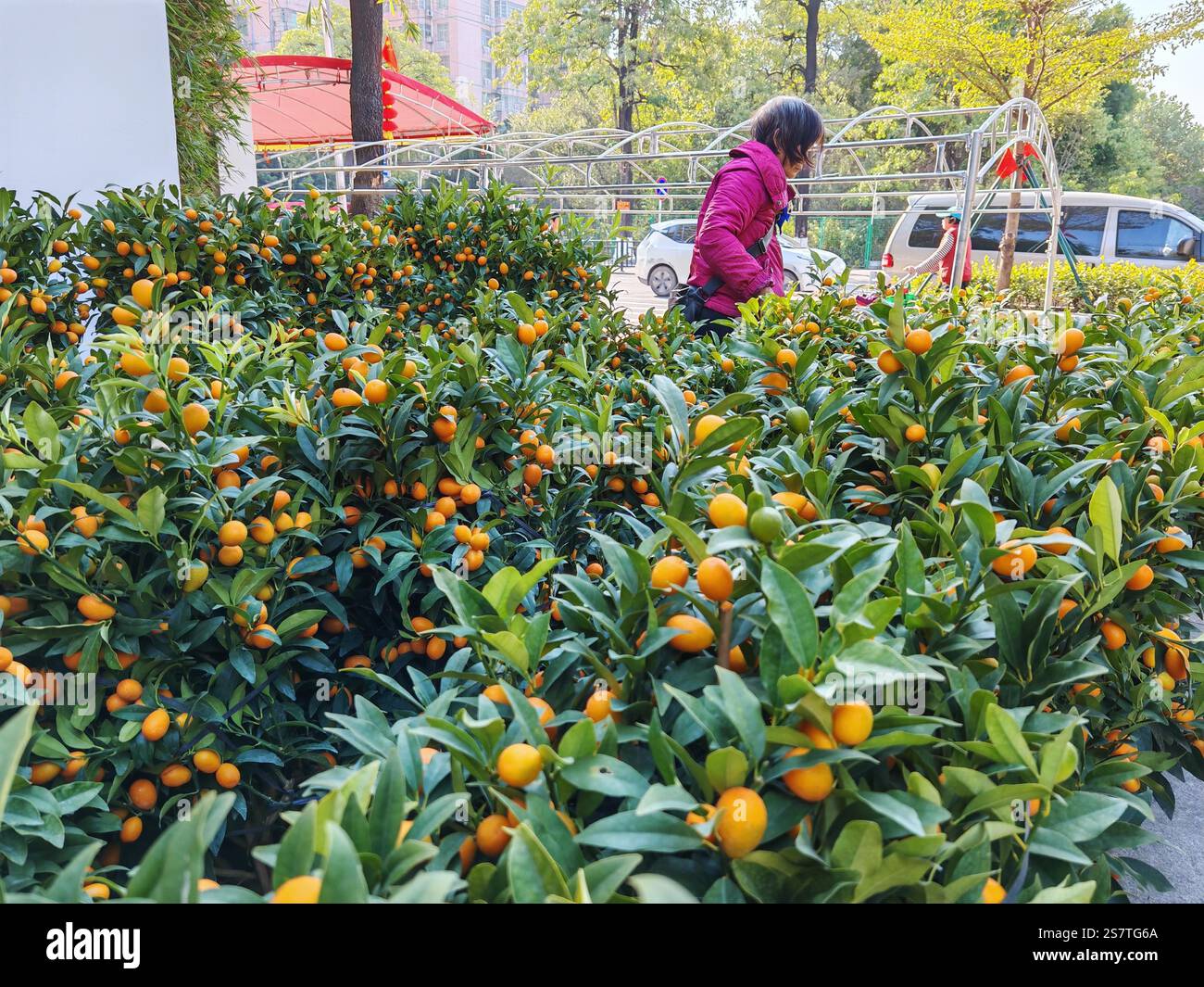 Spring Festival oranges in Guangzhou City, south China's Guangdong ...