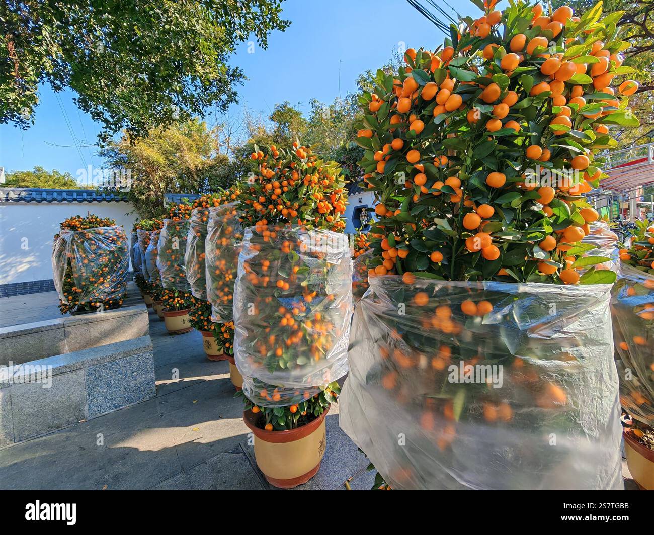 Spring Festival oranges in Guangzhou City, south China's Guangdong ...