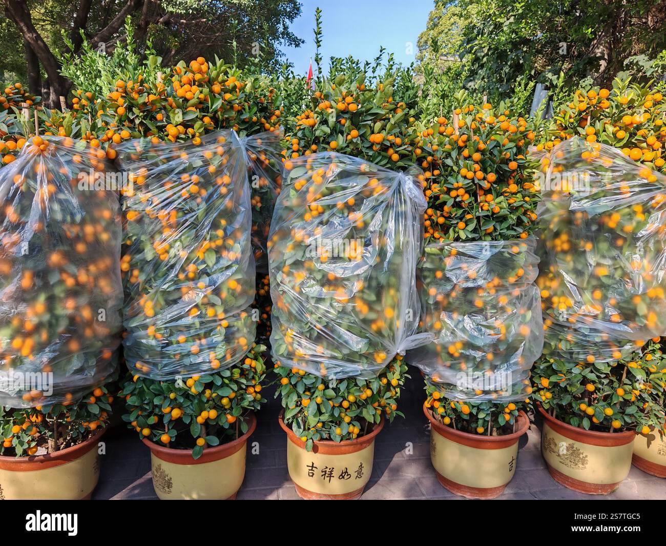 Spring Festival oranges in Guangzhou City, south China's Guangdong ...