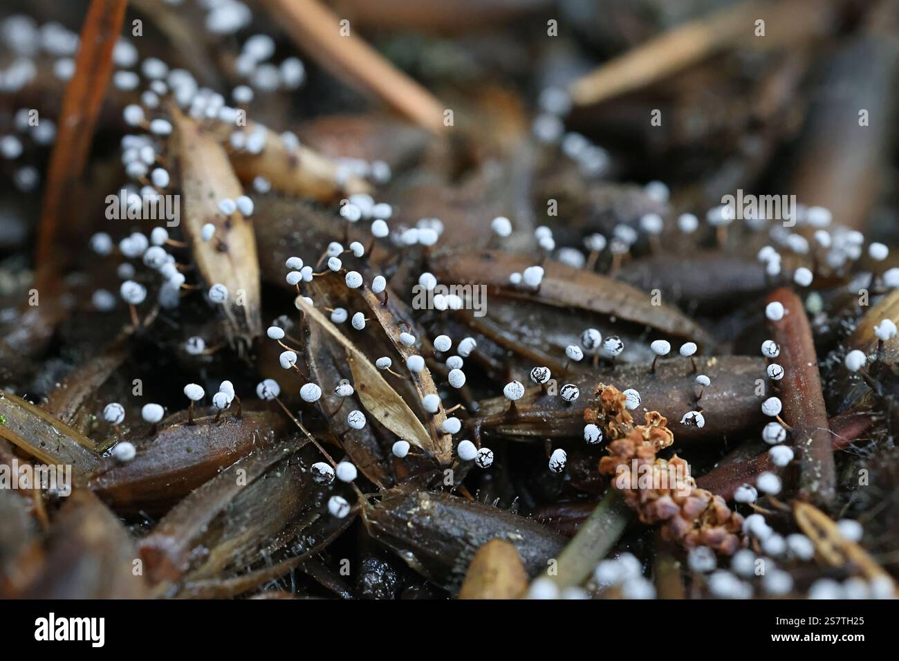 Physarum bahiense, slime mold from Finland, no common English name ...