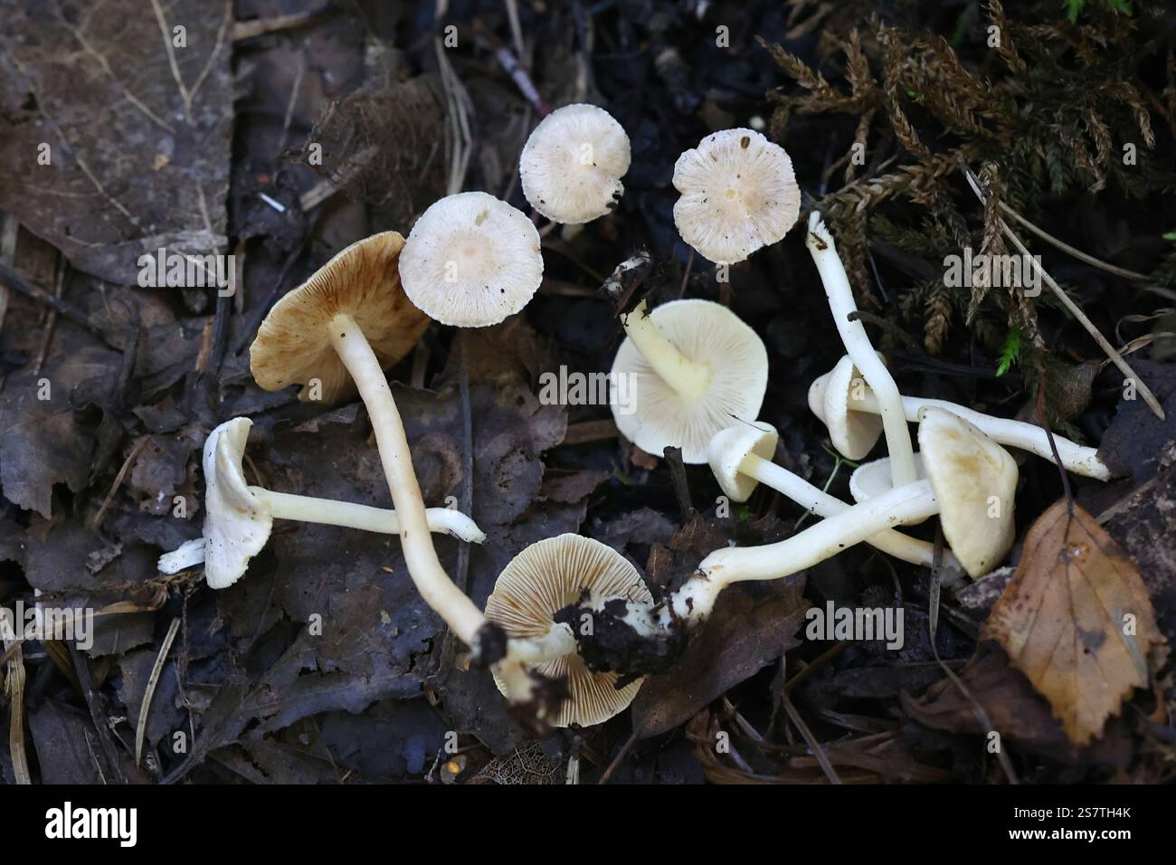 Inocybe paludinella, fibercap mushroom from Finland, no common English ...