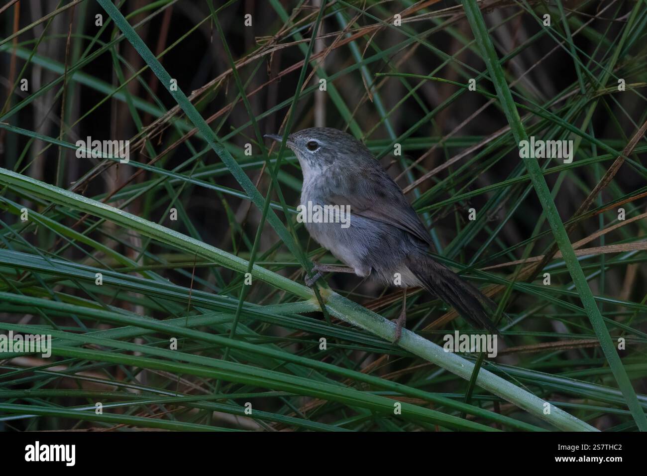 swamp grass babbler or swamp prinia or Laticilla cinerascens, at Maguri ...