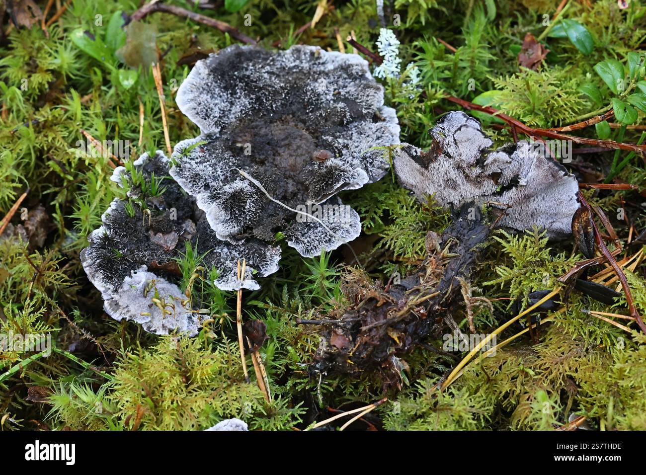 Phellodon niger, commonly known as black tooth, wild fungus from ...
