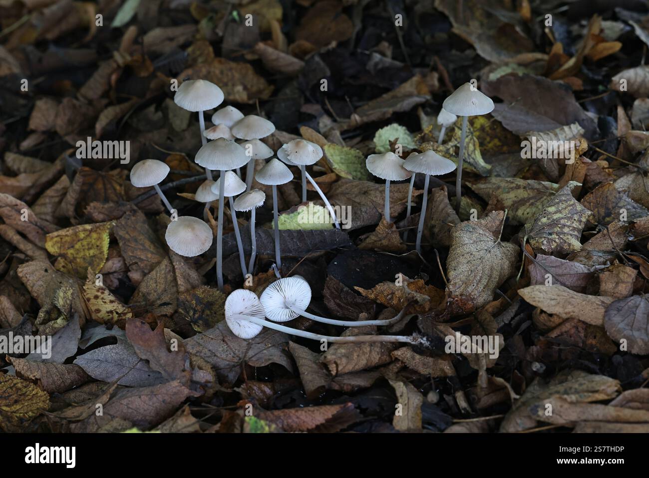 Mycena zephirus, a bonnet mushroom from Finland, no common English name ...