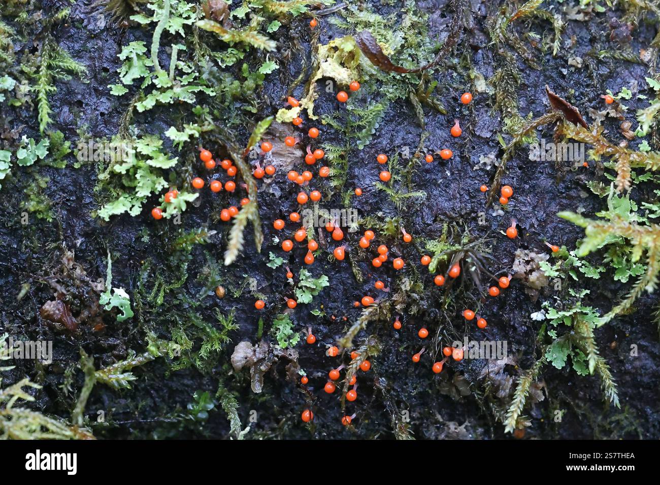 Hemitrichia decipiens, also known as Trichia decipiens, slime mold from ...
