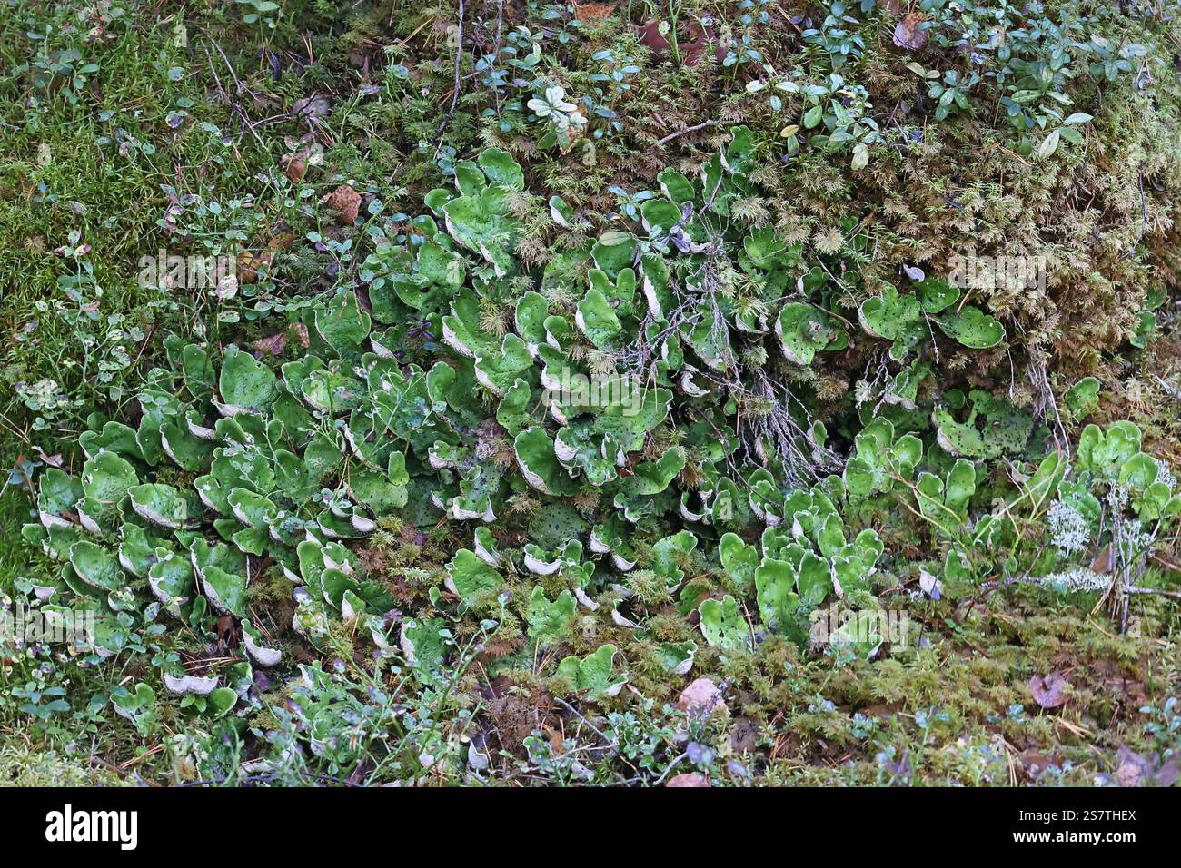 Peltigera aphthosa, commonly known as dog lichen, leafy lichen, felt ...