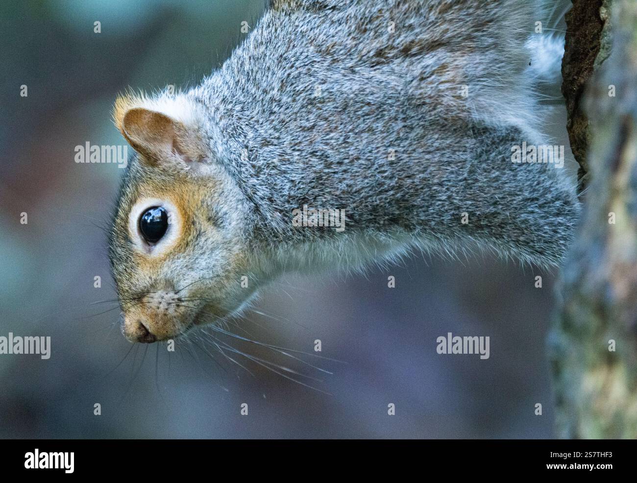 The Grey Squirrel was introduced from North America over a Century ago ...