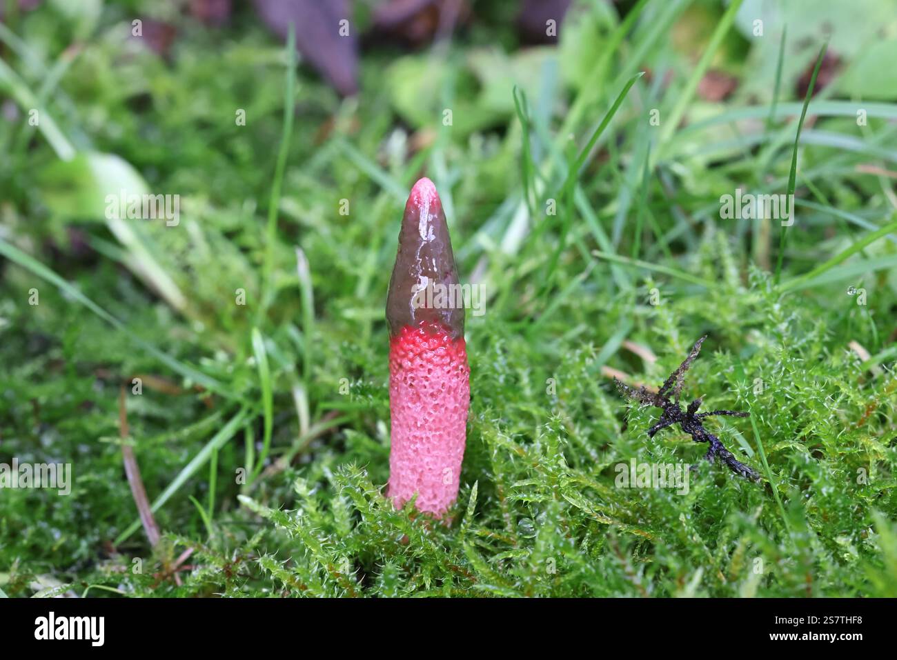 Mutinus ravenelii, commonly known as red stinkhorn, stinking fungus ...