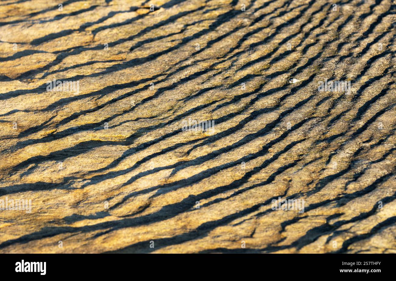 Ancient sand ripples on a shallow tidal sea floor date back to the ...