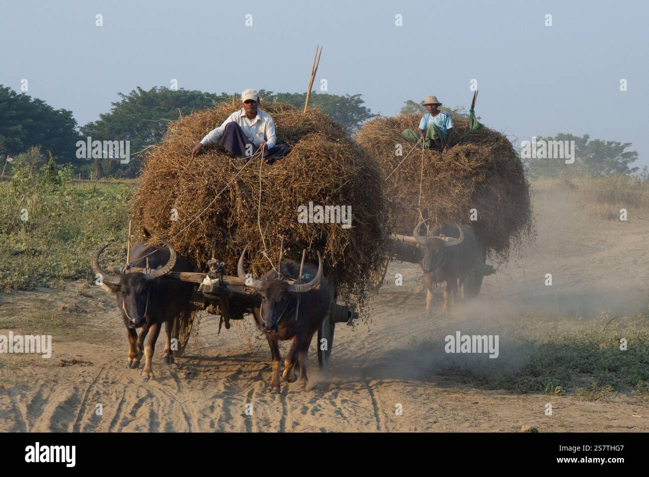Two water buffalo pull hay-laden carts back to the village at sunset. The scene is serene, with ...