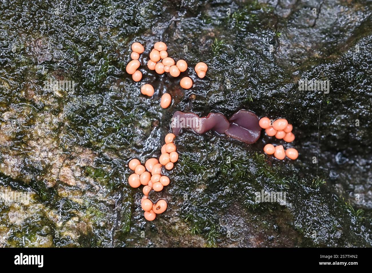 Trichia contorta, a slime mold from Finland, no common English name ...
