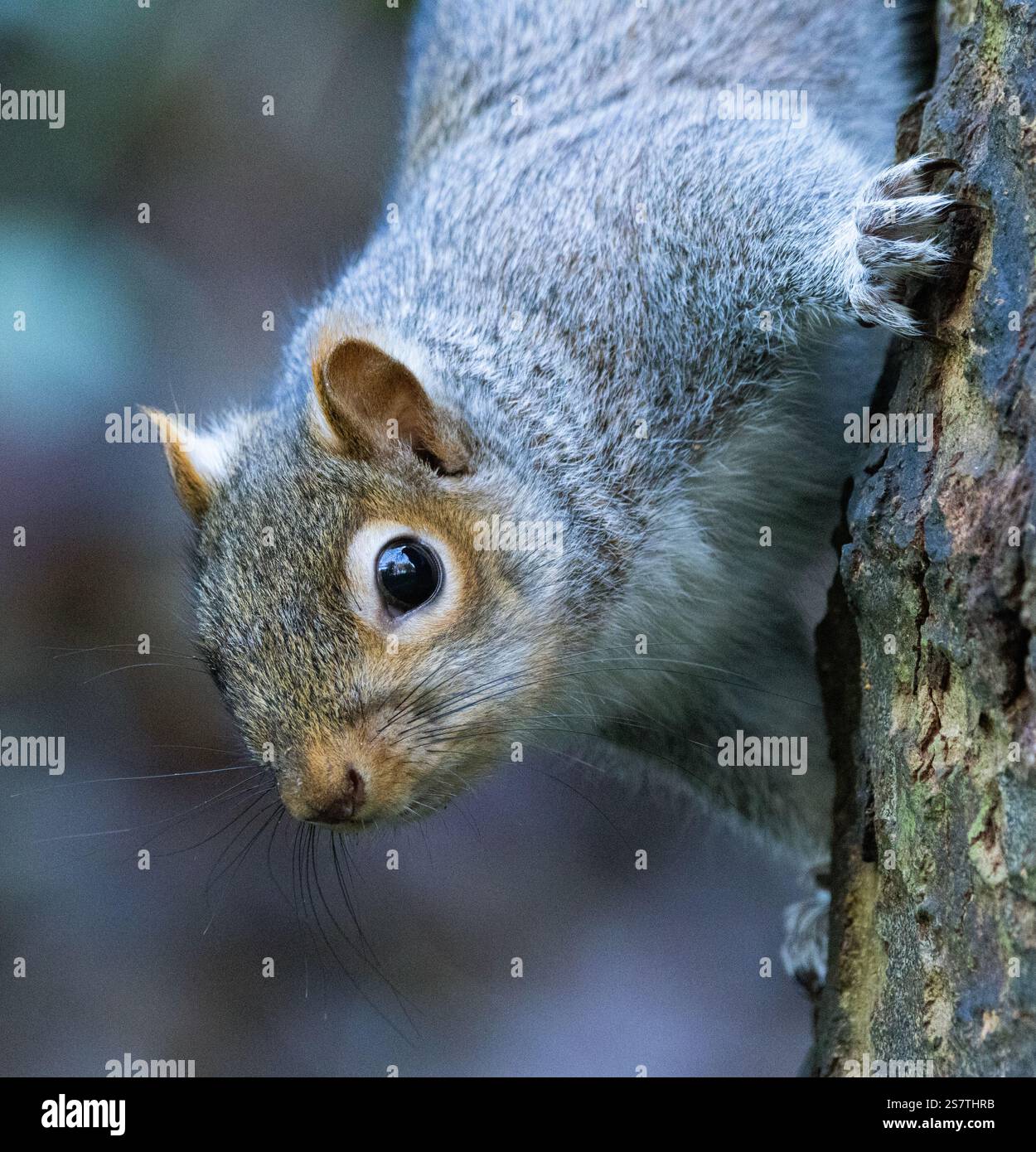 The Grey Squirrel was introduced from North America over a Century ago ...