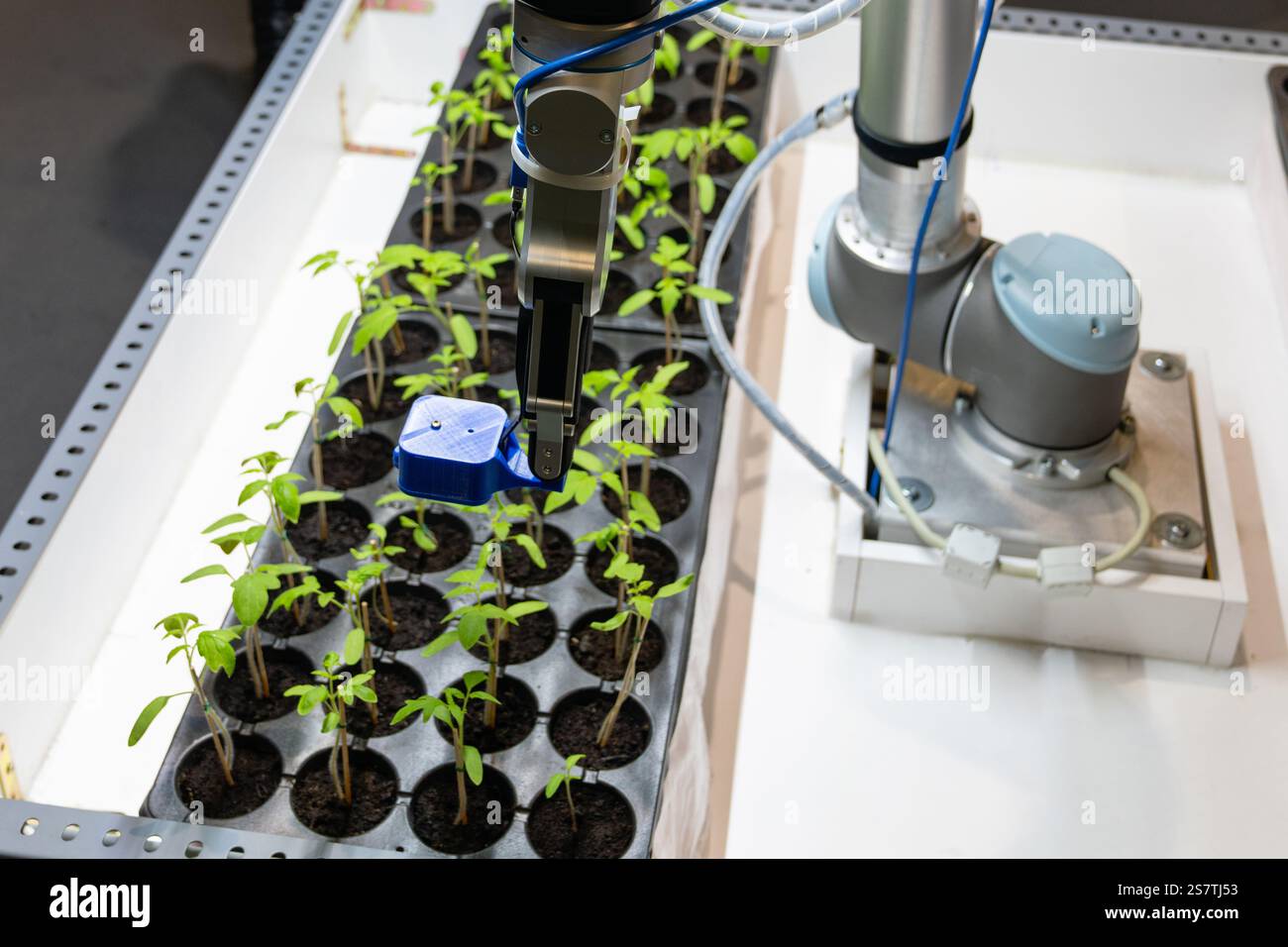 A robot in a greenhouse evaluates the quality of tomato seedlings using ...