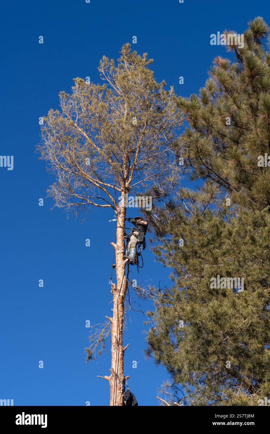 A tree surgeon saws off the branches of a tree before cutting it down ...