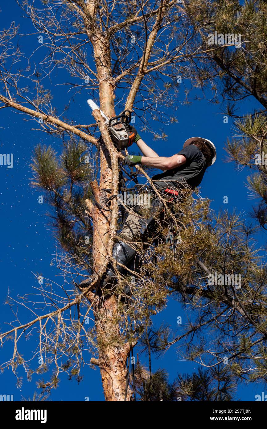 A tree surgeon uses a chain saw to cut off the branches of a tree ...