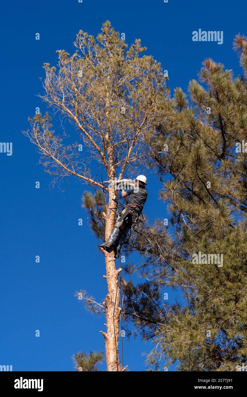 A tree surgeon uses a chain saw to cut off the branches of a tree ...