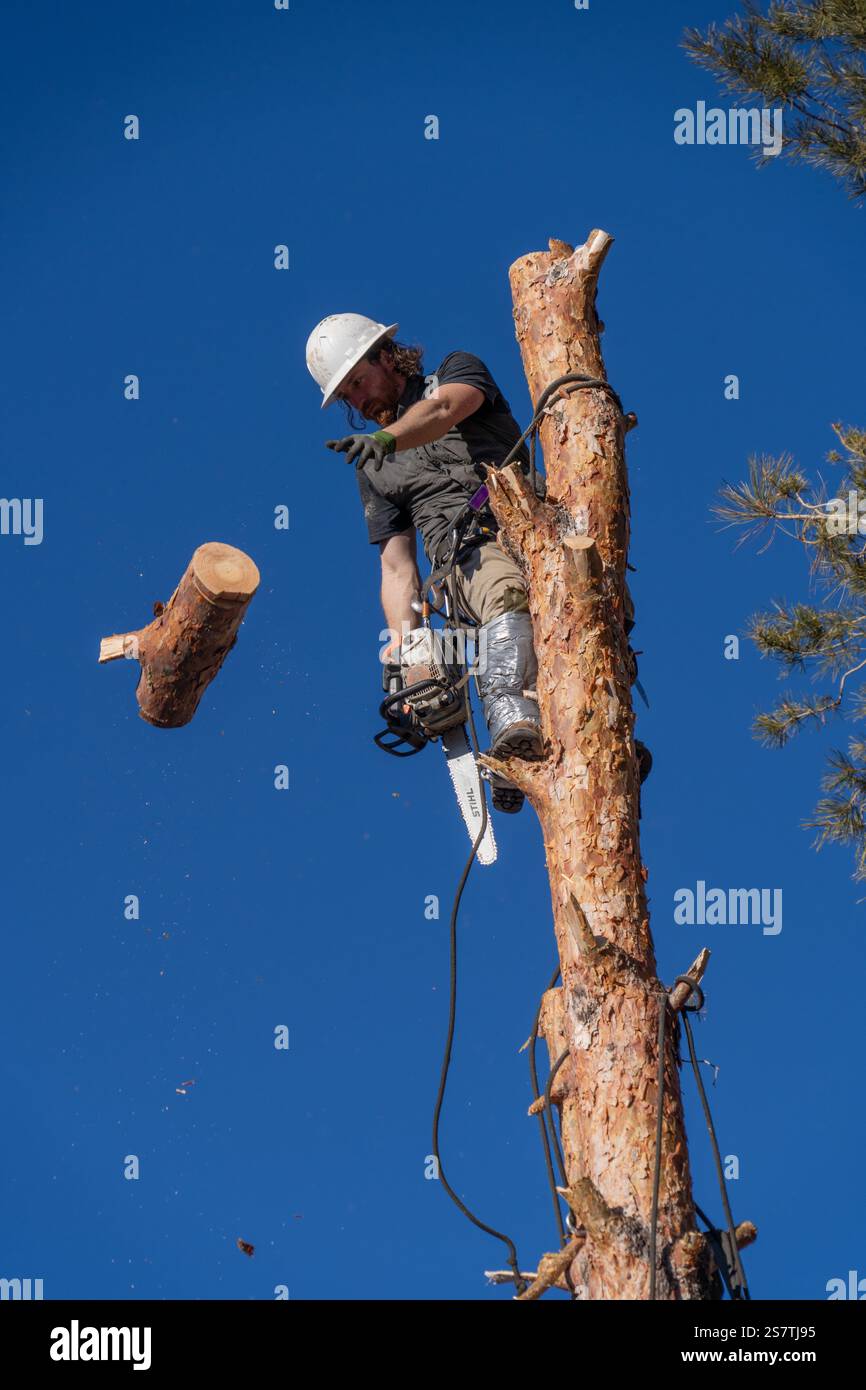 A tree surgeon drops a sawn off section of the trunk of a tree before ...