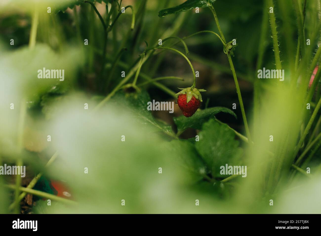 Real life bearing hi-res stock photography and images - Alamy