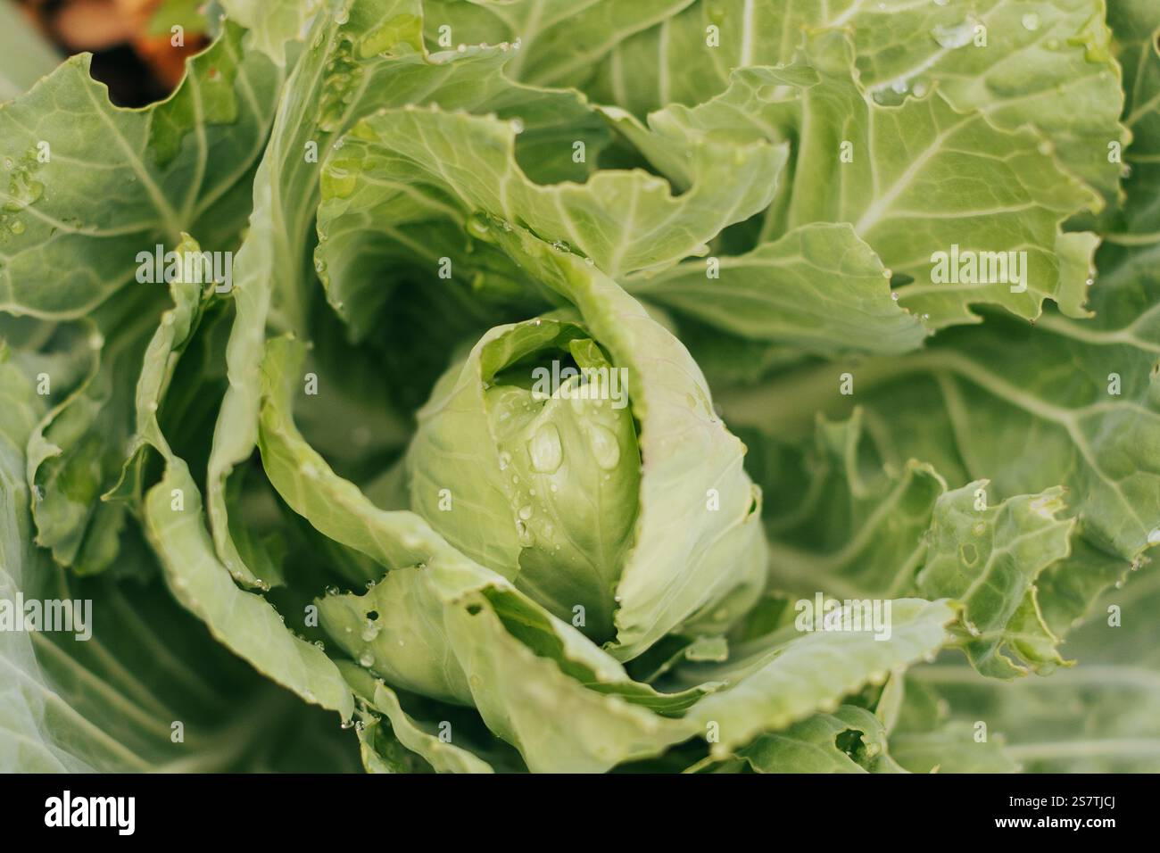Close up overhead view of green cabbage after rain Stock Photo - Alamy