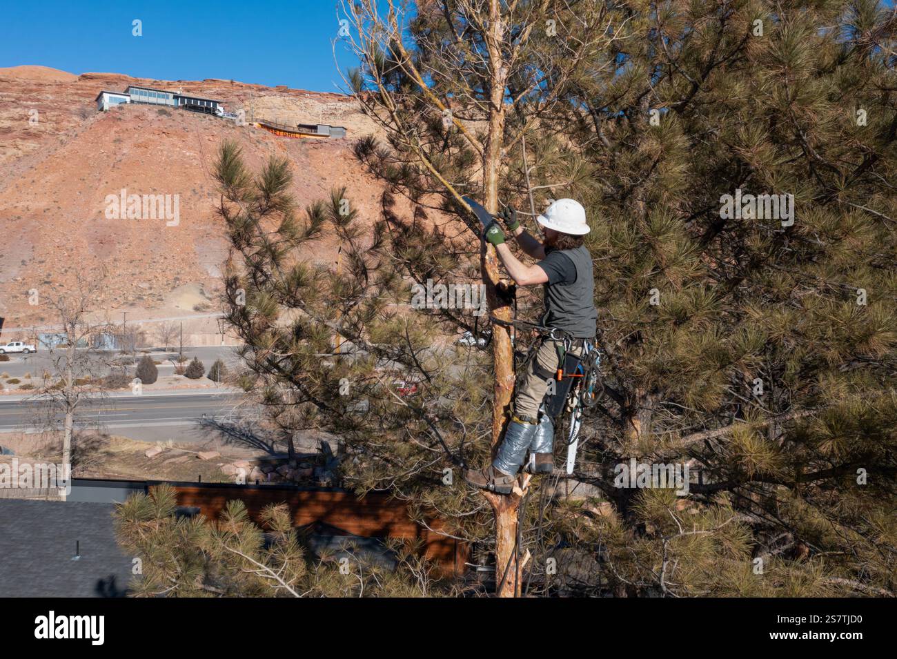 A tree surgeon uses a hand saw to cut off the branches of a tree before cutting it down Stock ...