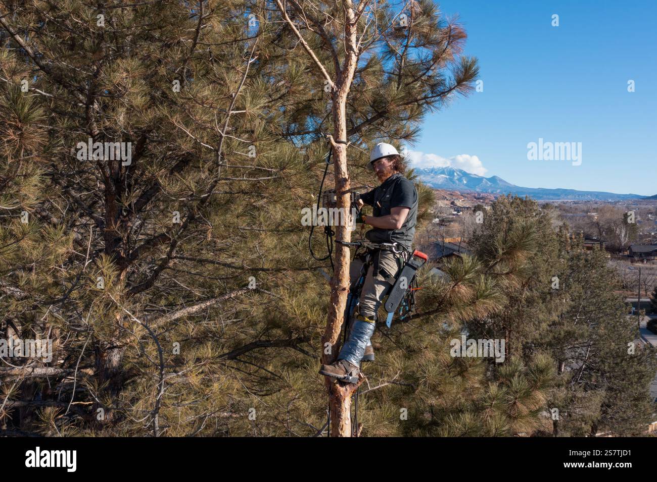 A tree surgeon uses a chain saw to cut off the branches of a tree before cutting it down Stock ...