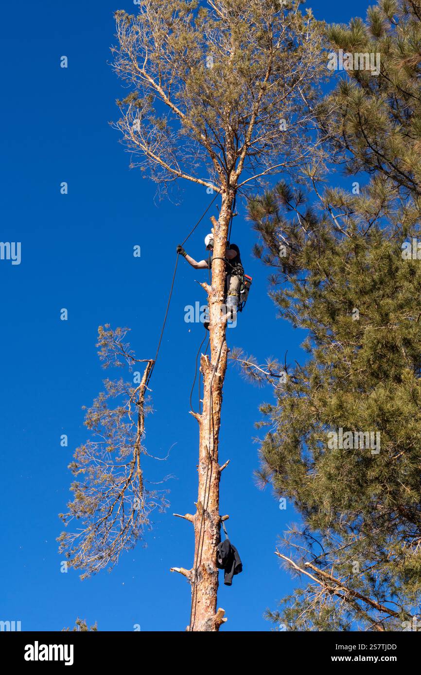 A tree surgeon lowers a sawn off branch of a tree with a rope before ...