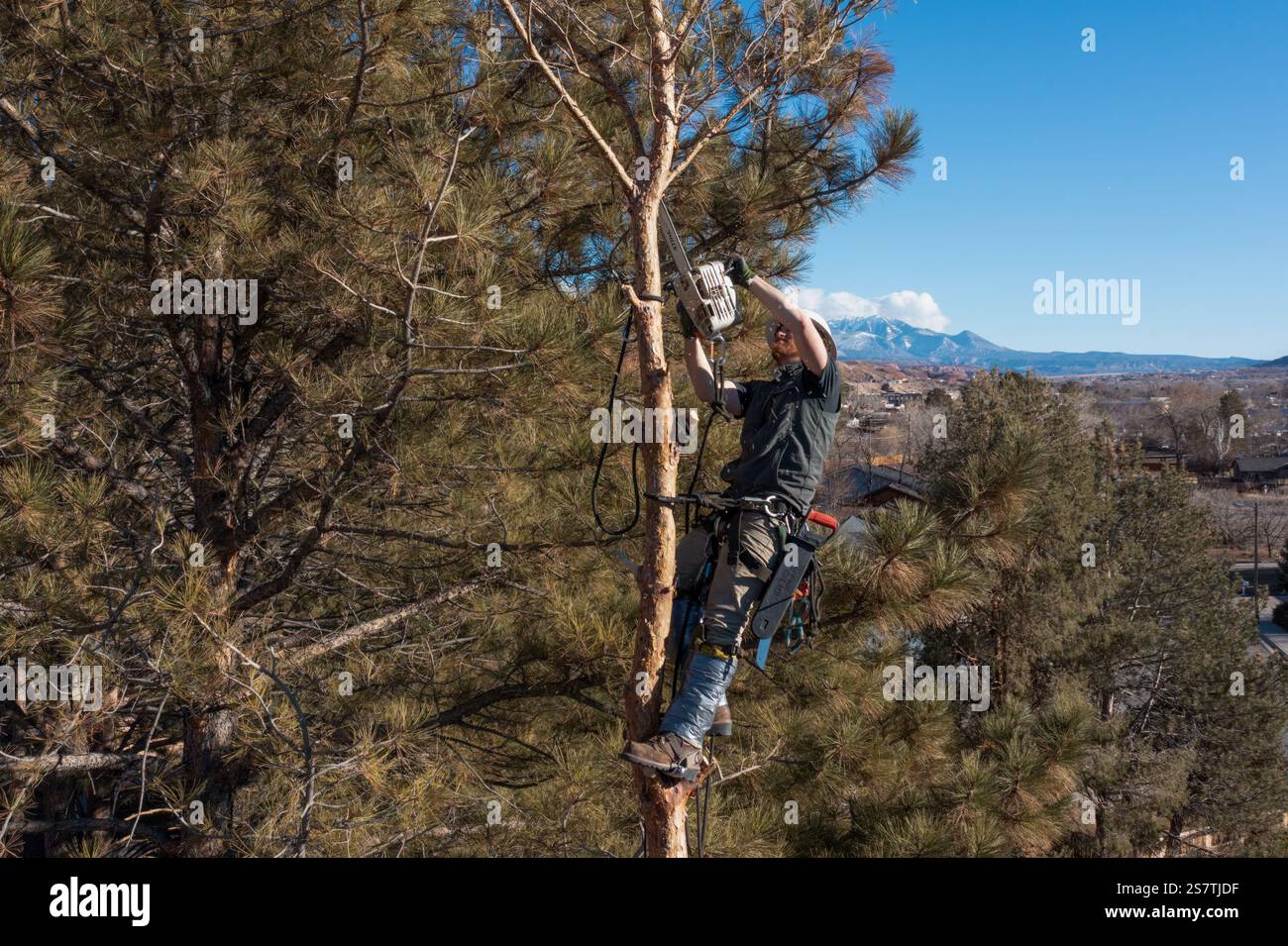 A tree surgeon uses a chain saw to cut off the branches of a tree ...