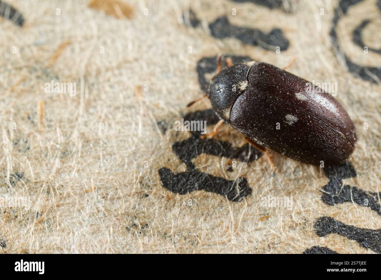 Two-spotted carpet beetle (Attagenus pellio Stock Photo - Alamy