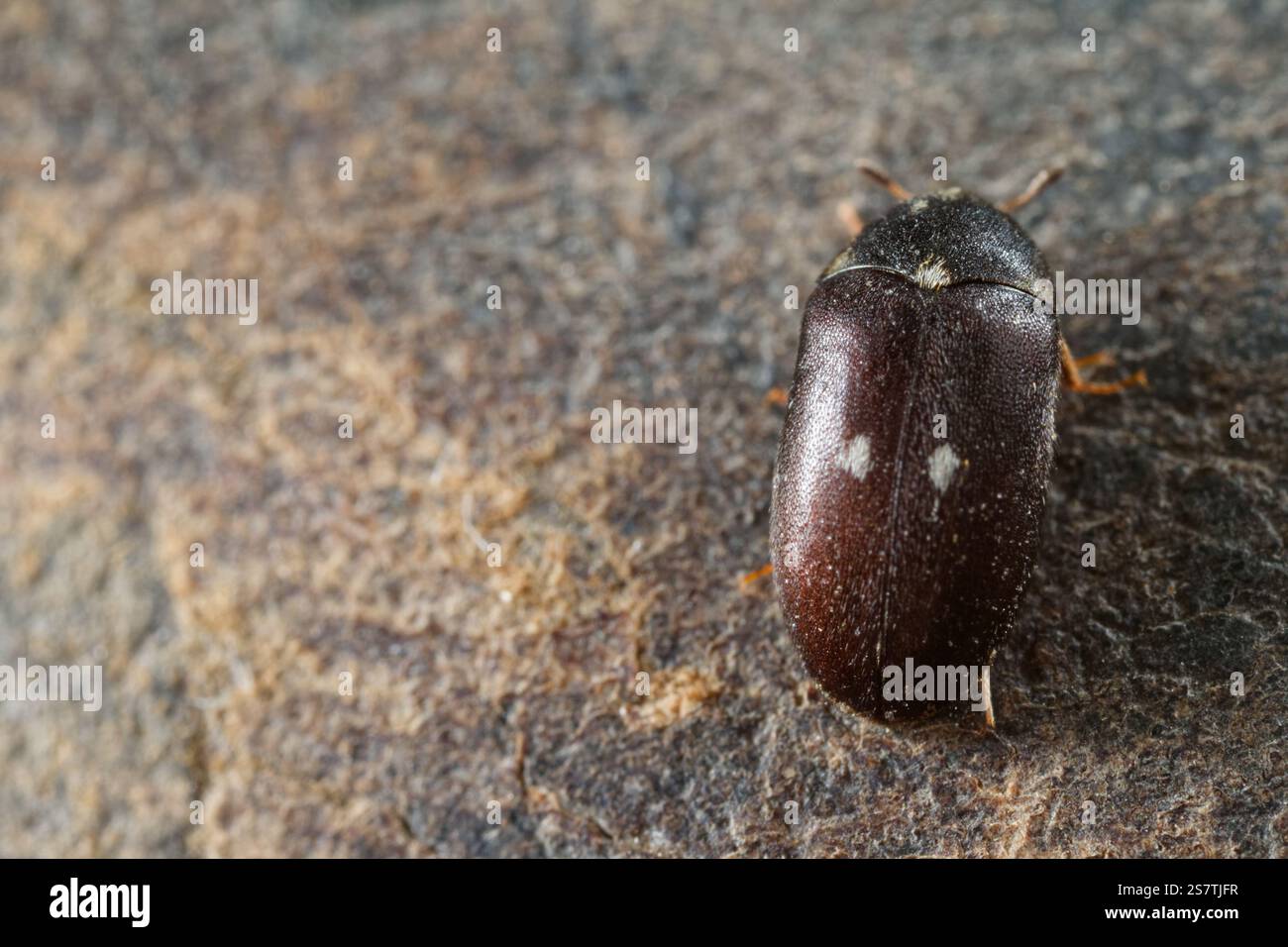 Two-spotted carpet beetle (Attagenus pellio Stock Photo - Alamy