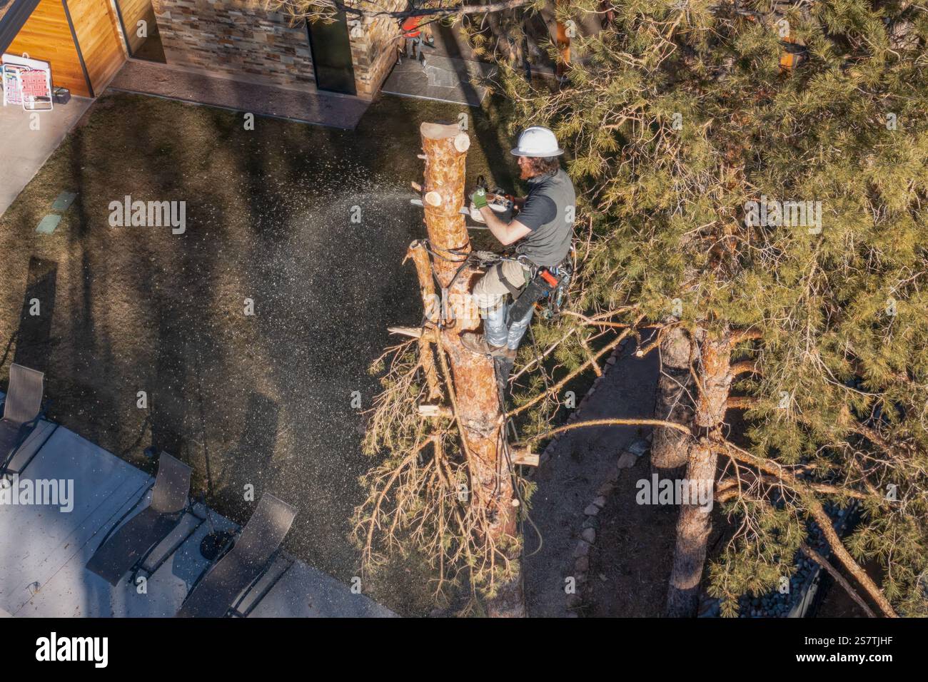 A tree surgeon uses a chain saw to cut the trunk of a tree in smaller ...
