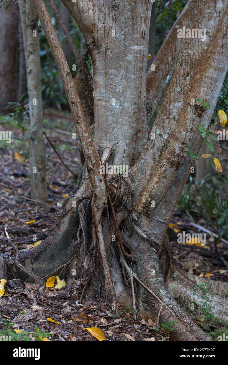 A tree with intertwined roots and textured bark in the Australian bush ...