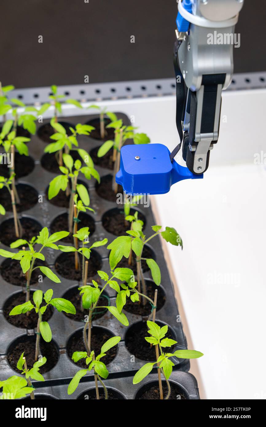 A robot in a greenhouse evaluates the quality of tomato seedlings using ...