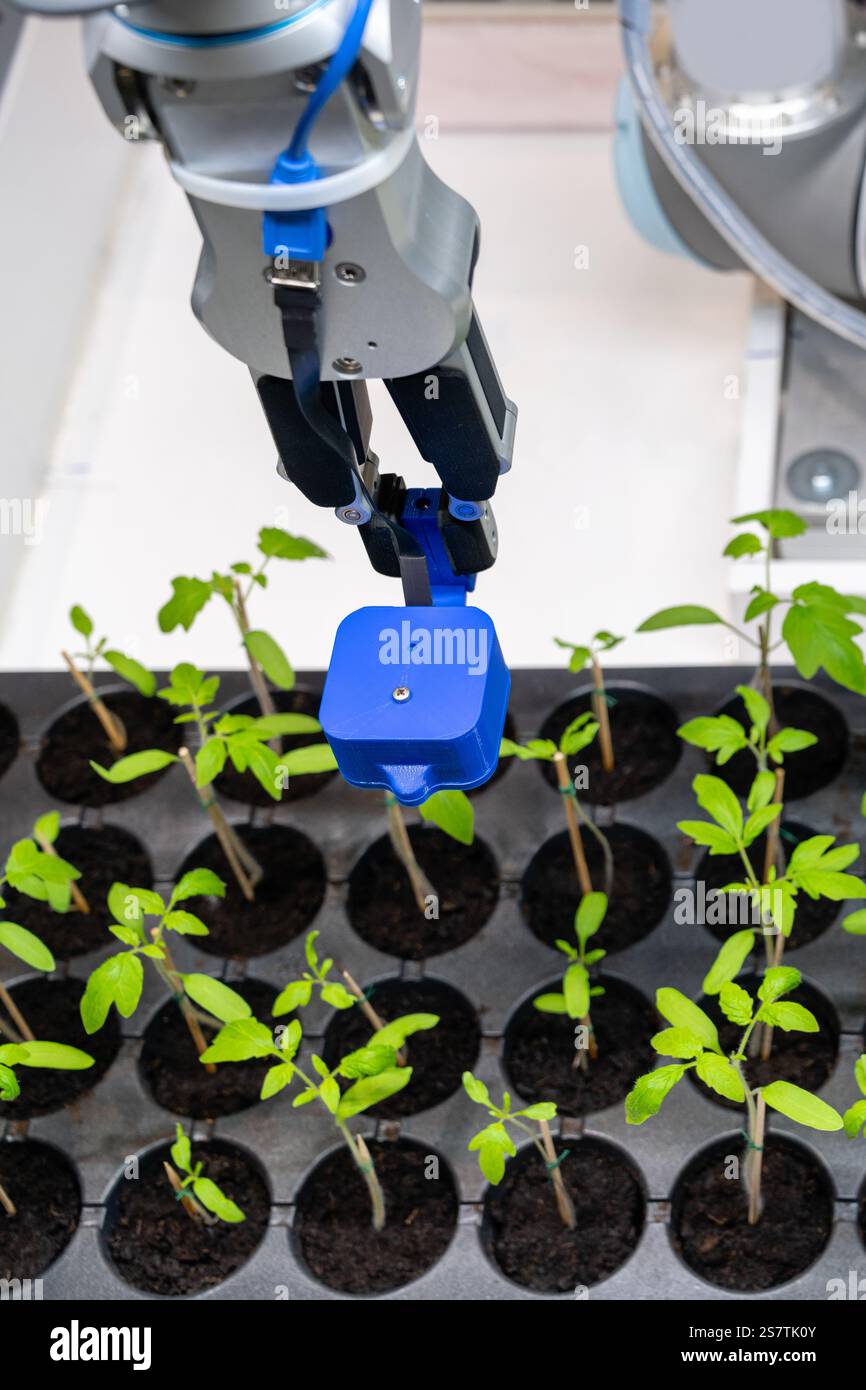 A robot in a greenhouse evaluates the quality of tomato seedlings using ...