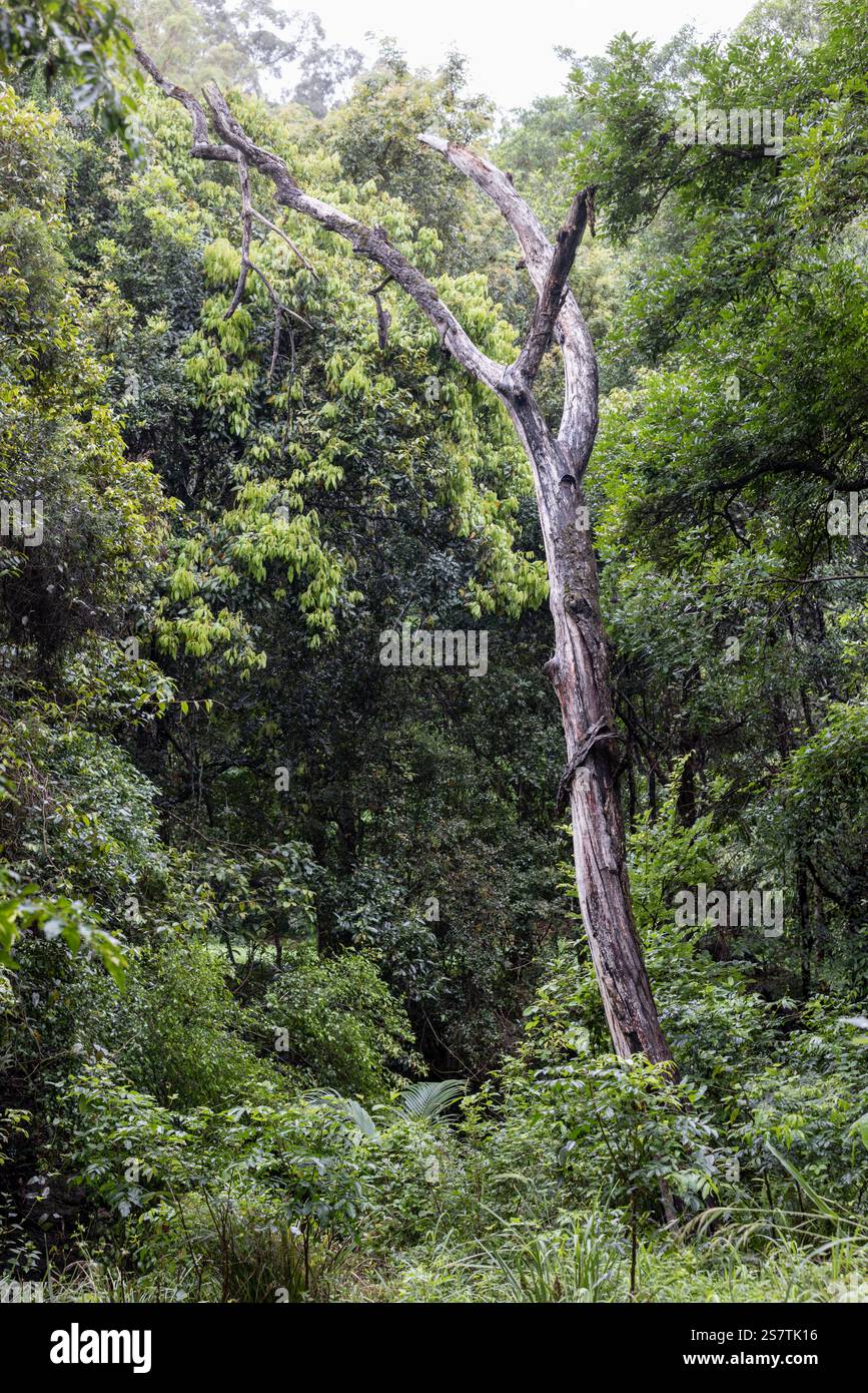 A tall dead tree stands in the middle of a dense, lush rainforest Stock ...