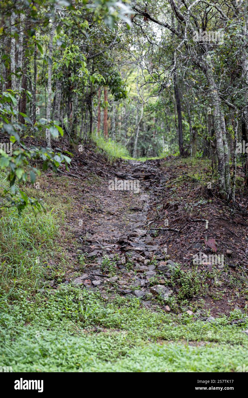 A rugged forest bush trail hill with wet rocks and greenery after rain ...