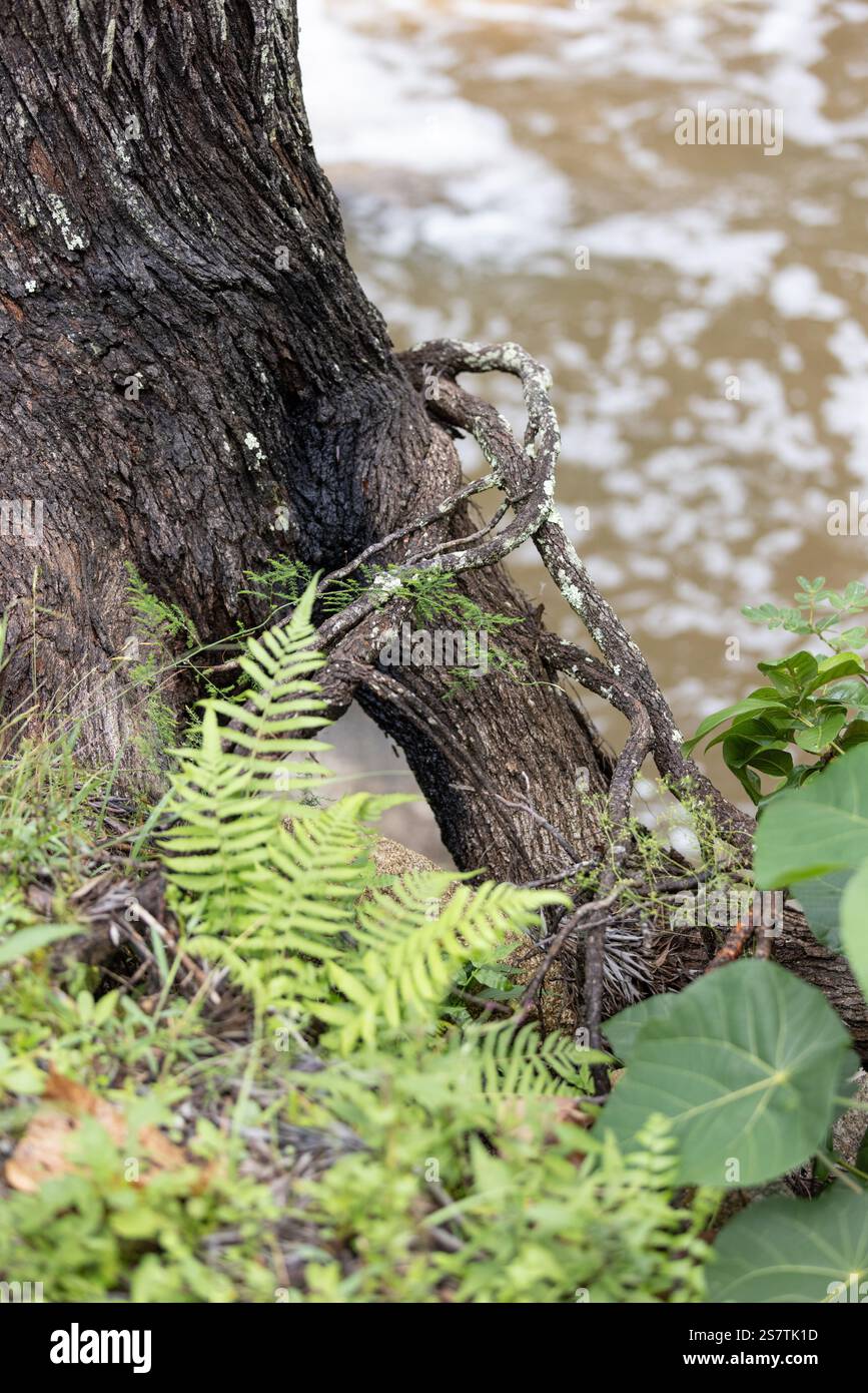 Tree trunk with green vines and ferns by a flowing river Stock Photo ...