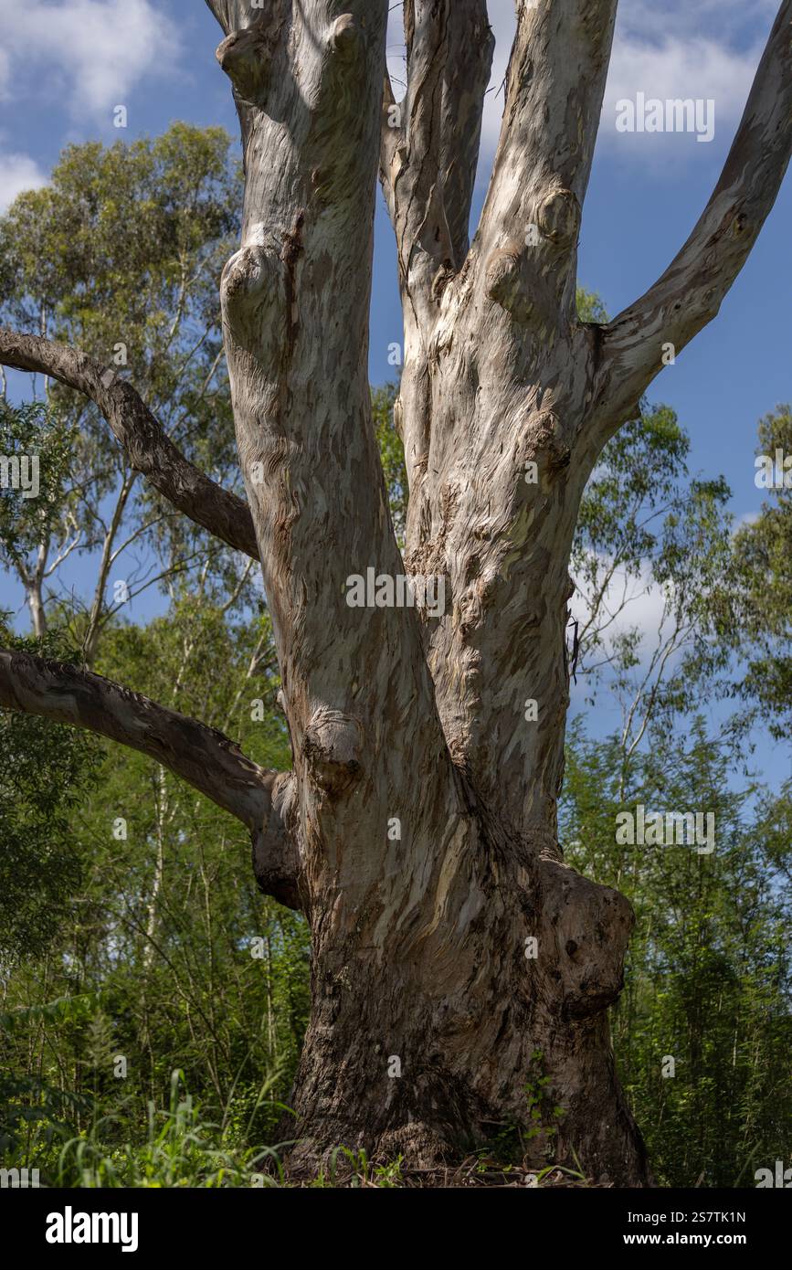 A large eucalyptus tree with textured bark against a bright blue sky ...