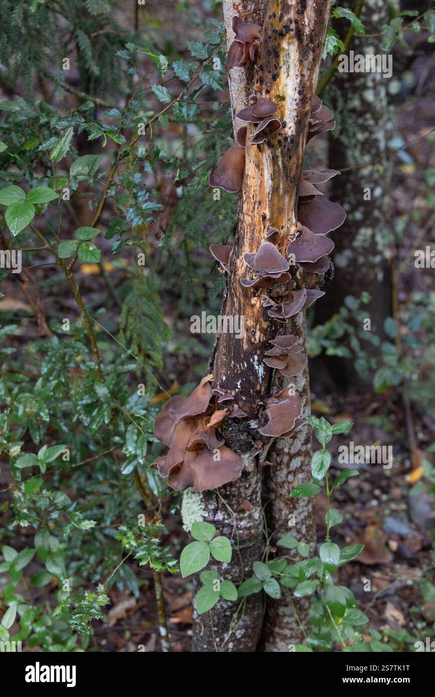 Wood ear mushroom fungi growing on a tree trunk in a damp forest Stock ...
