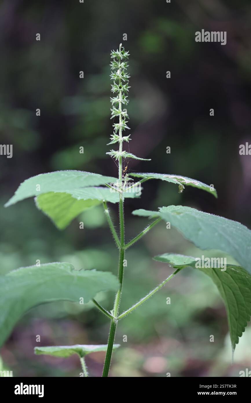 Hedge woundwort, Stachys sylvatica, also known as whitespot or hedge ...
