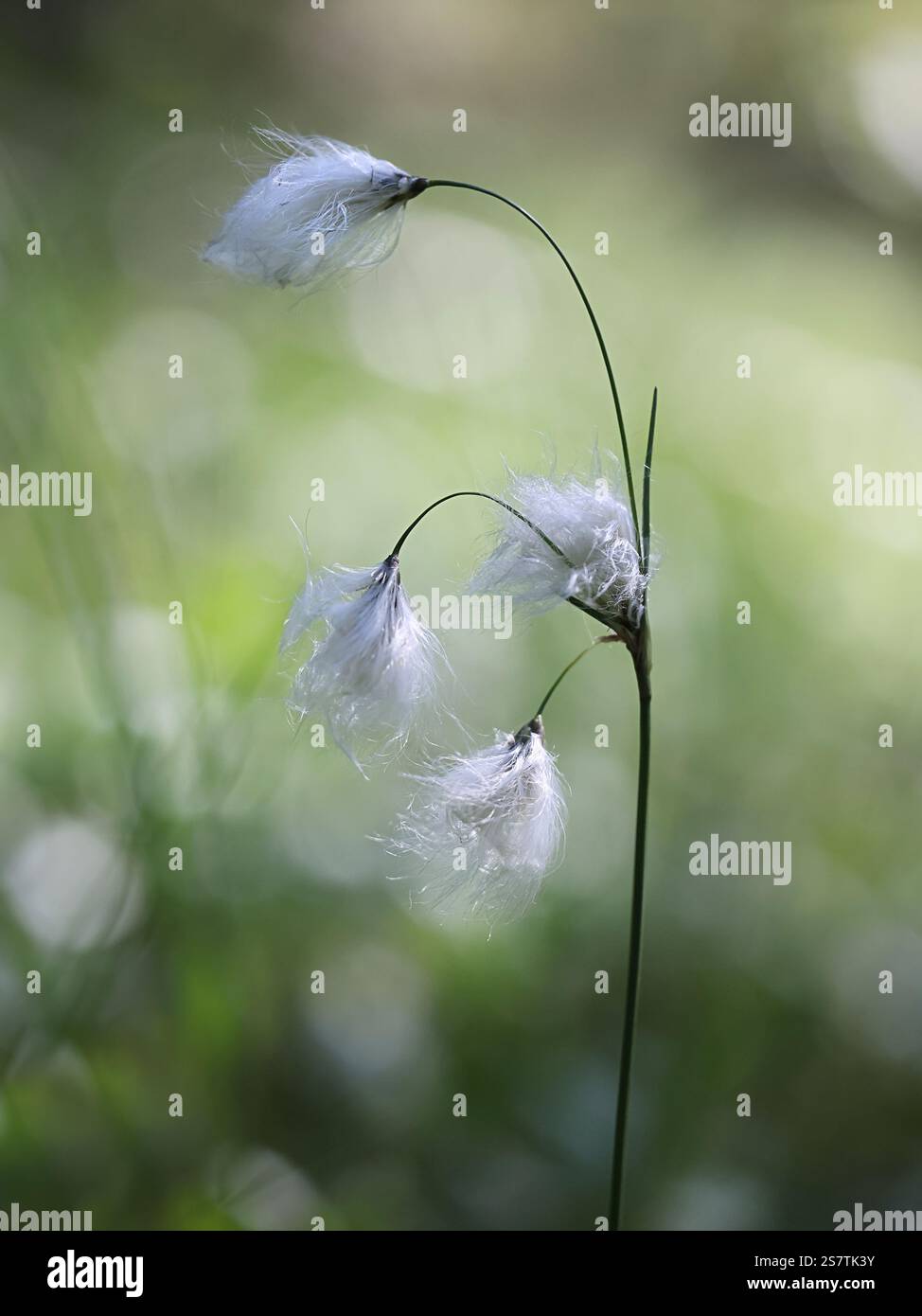 Eriophorum angustifolium, commonly known as common cottongrass, bog ...