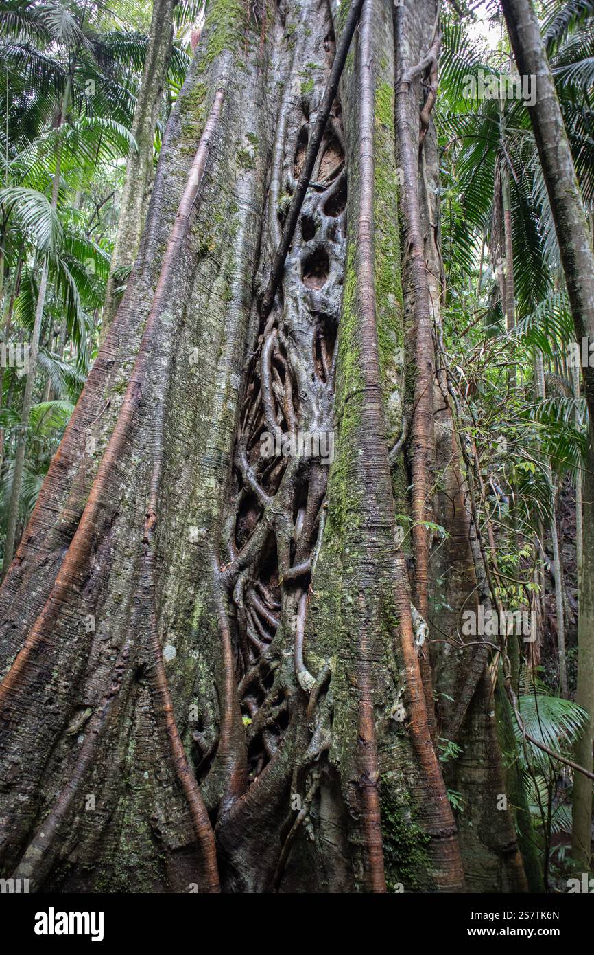 Twisting tree roots hi-res stock photography and images - Alamy