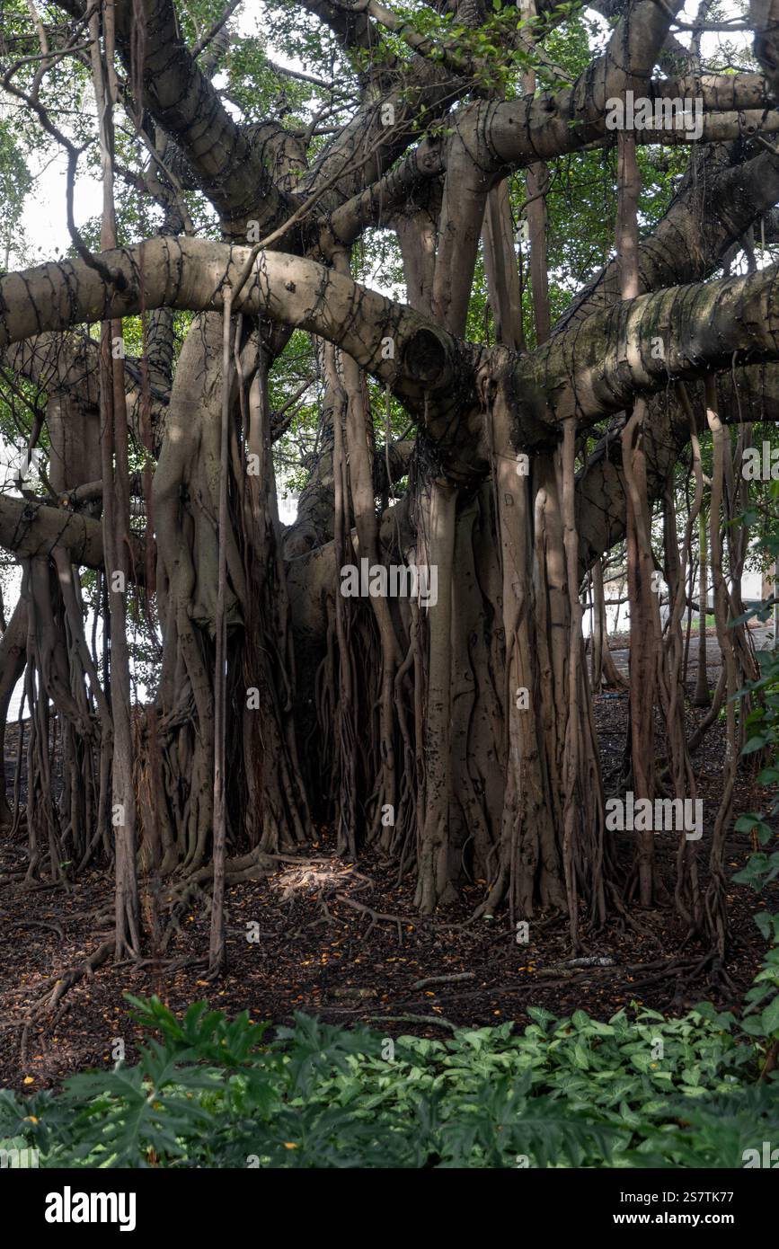 Twisting tree roots hi-res stock photography and images - Alamy