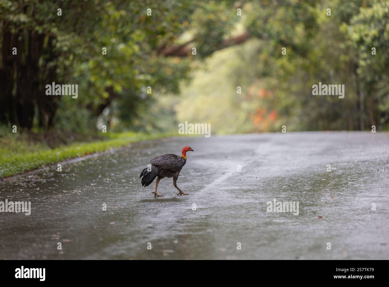 Brush turkey walks on a wet road in bush rainforest Australia Stock ...
