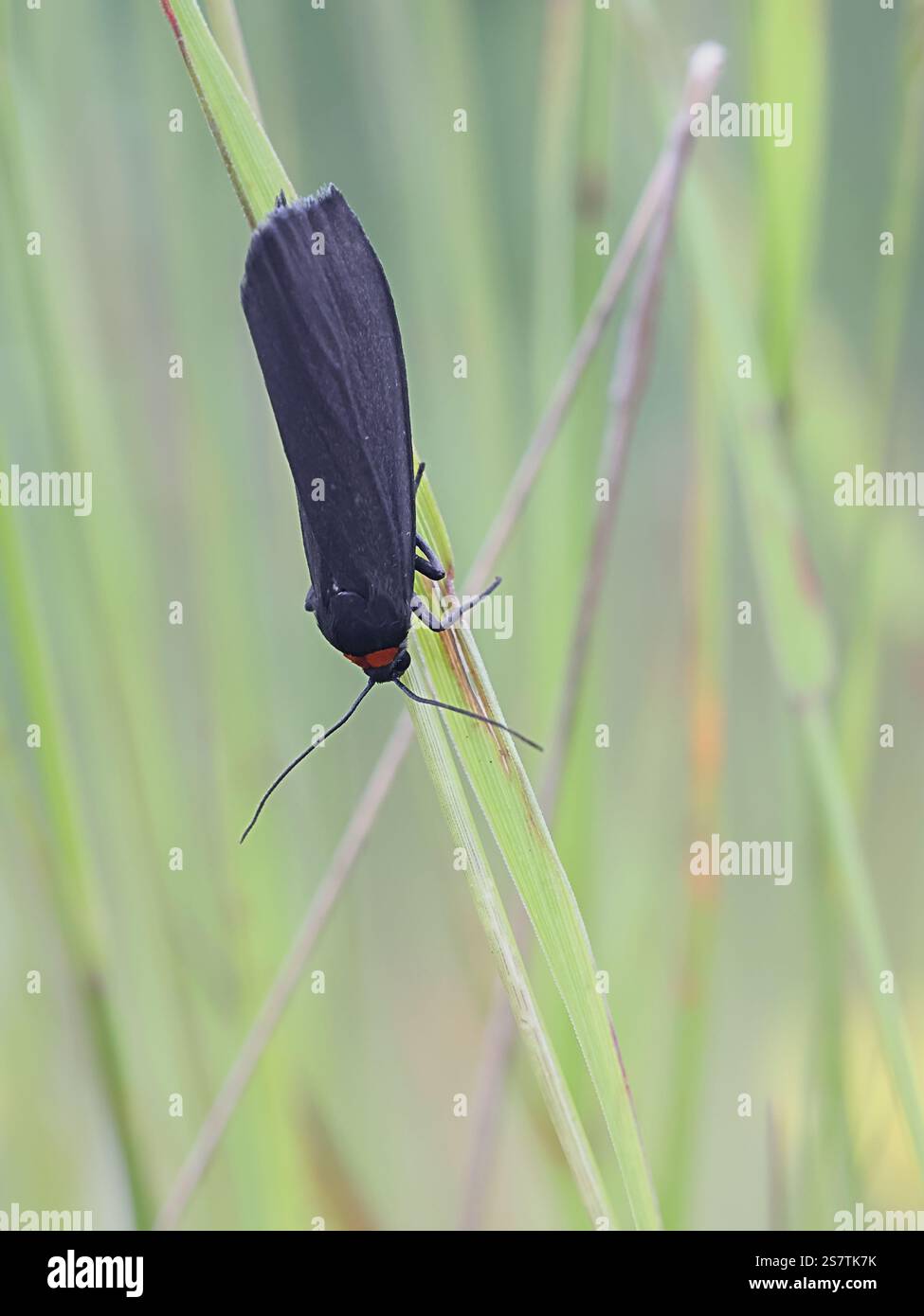 Red-necked Footman, Atolmis rubricollis, moth from Finland Stock Photo ...
