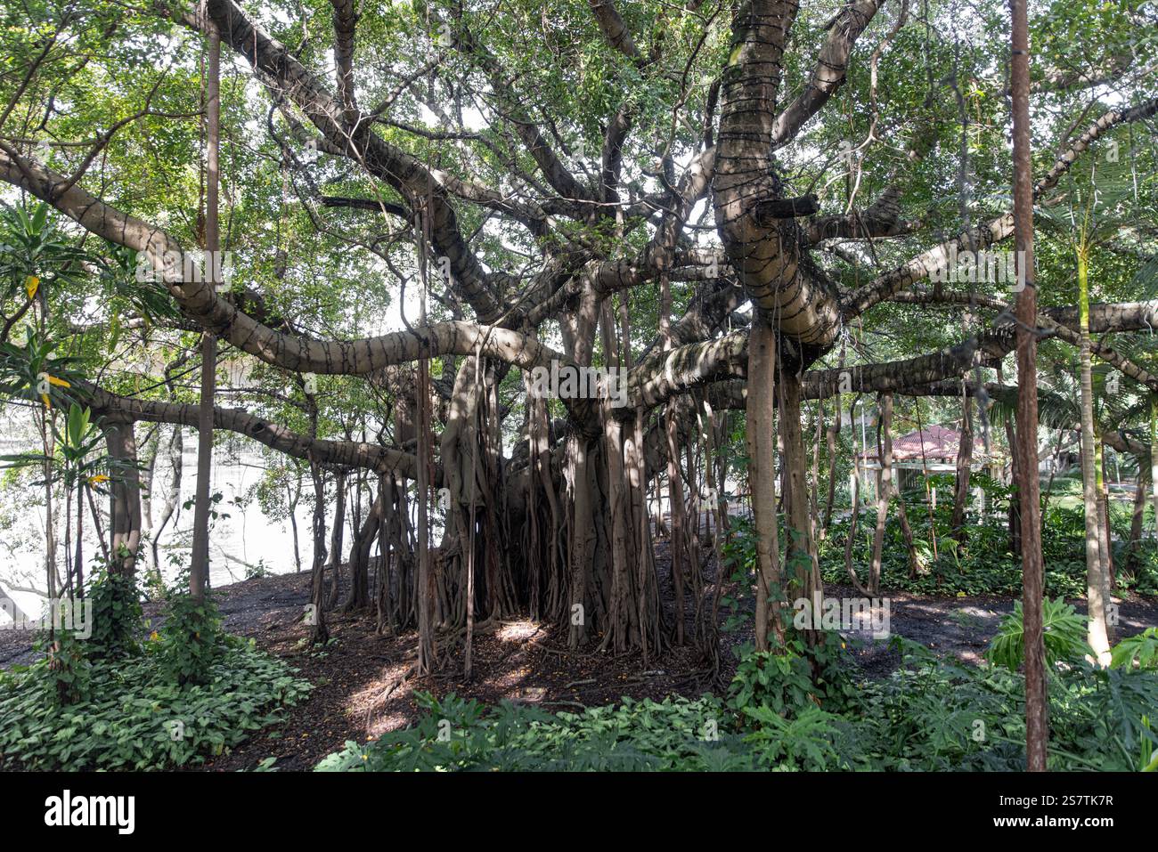 A massive banyan tree with sprawling branches and aerial roots Stock ...