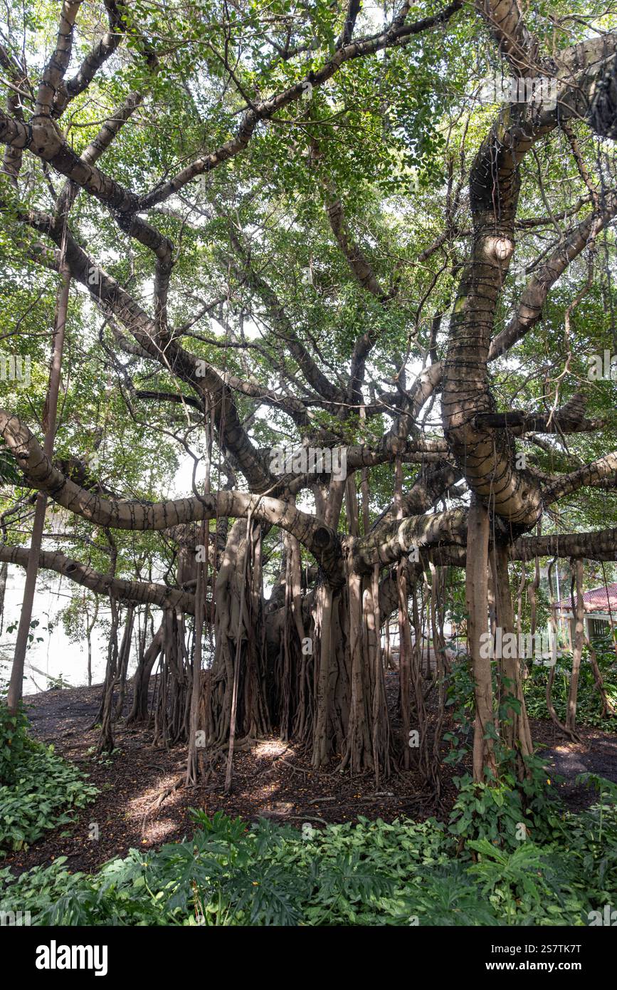 Twisting tree roots hi-res stock photography and images - Alamy