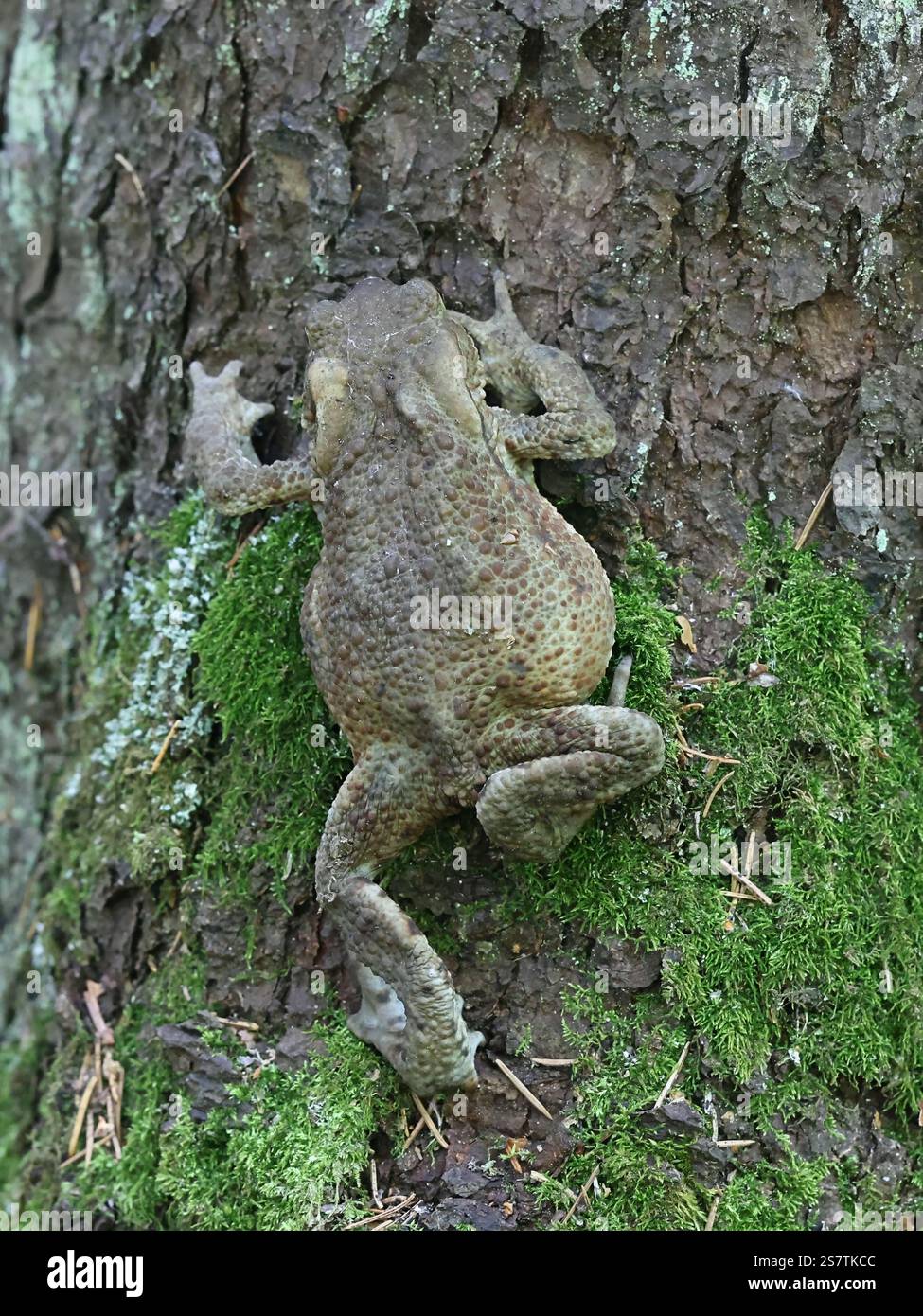 Common toad, Bufo bufo, also called European toad or just the toad ...