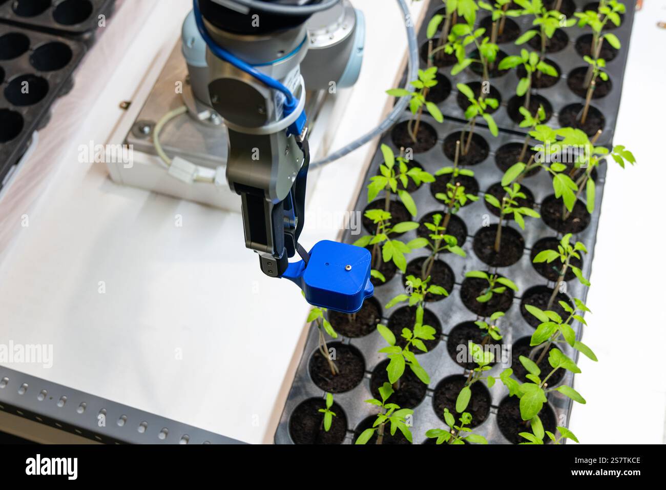 A robot in a greenhouse evaluates the quality of tomato seedlings using ...