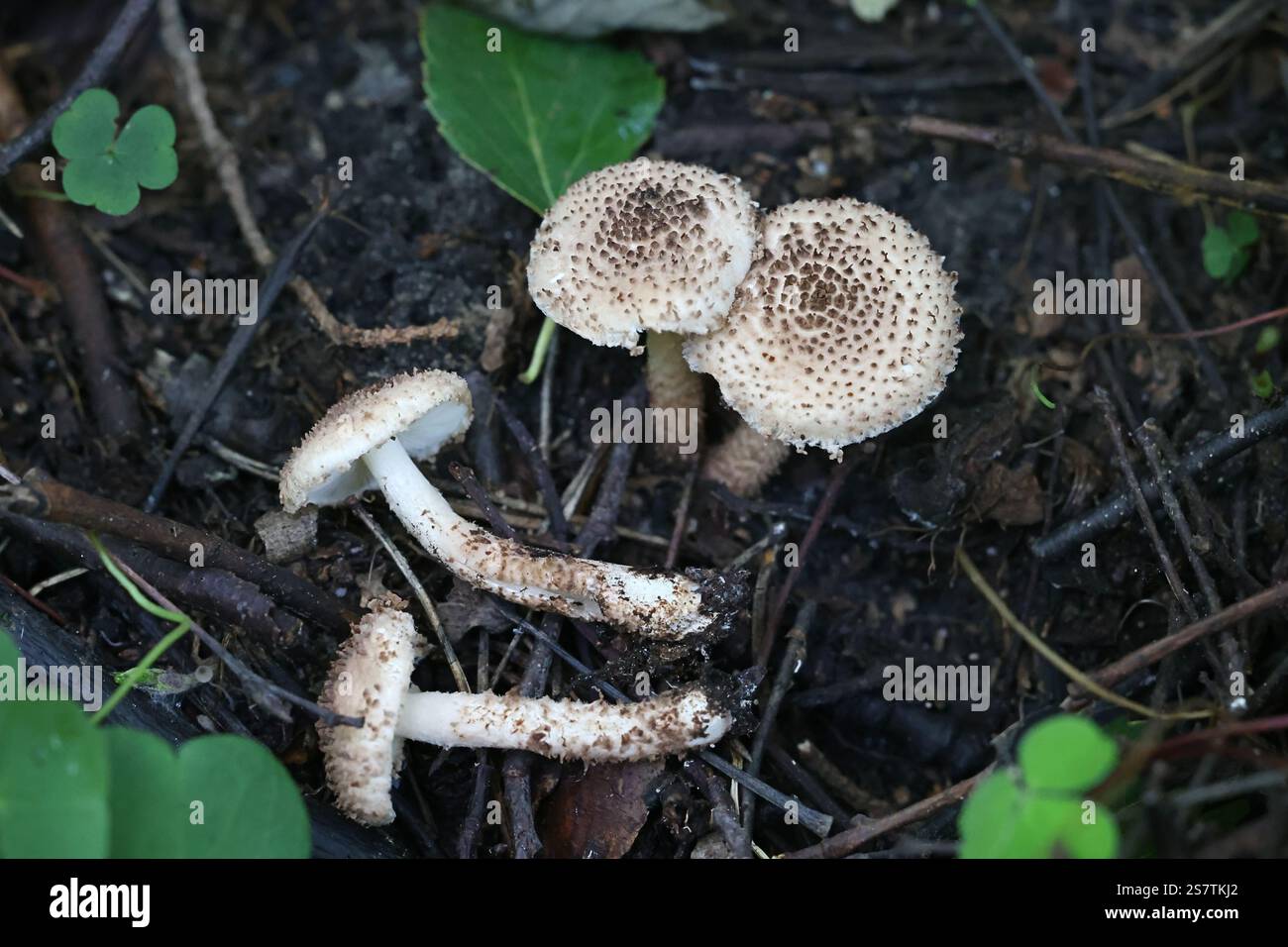 Lepiota echinacea, also called Echinoderma echinaceum, dapperling mushroom from Finland, no ...